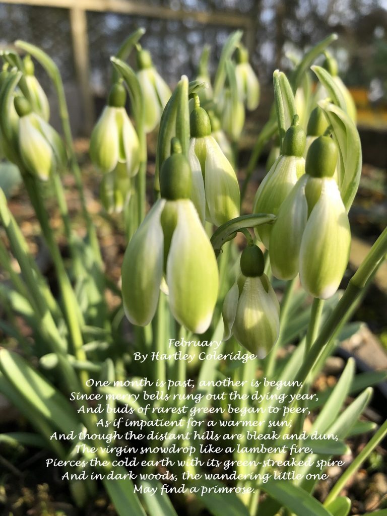 Snowdrops