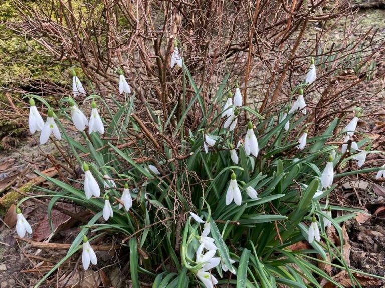 Snowdrops