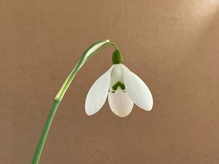 Snowdrops